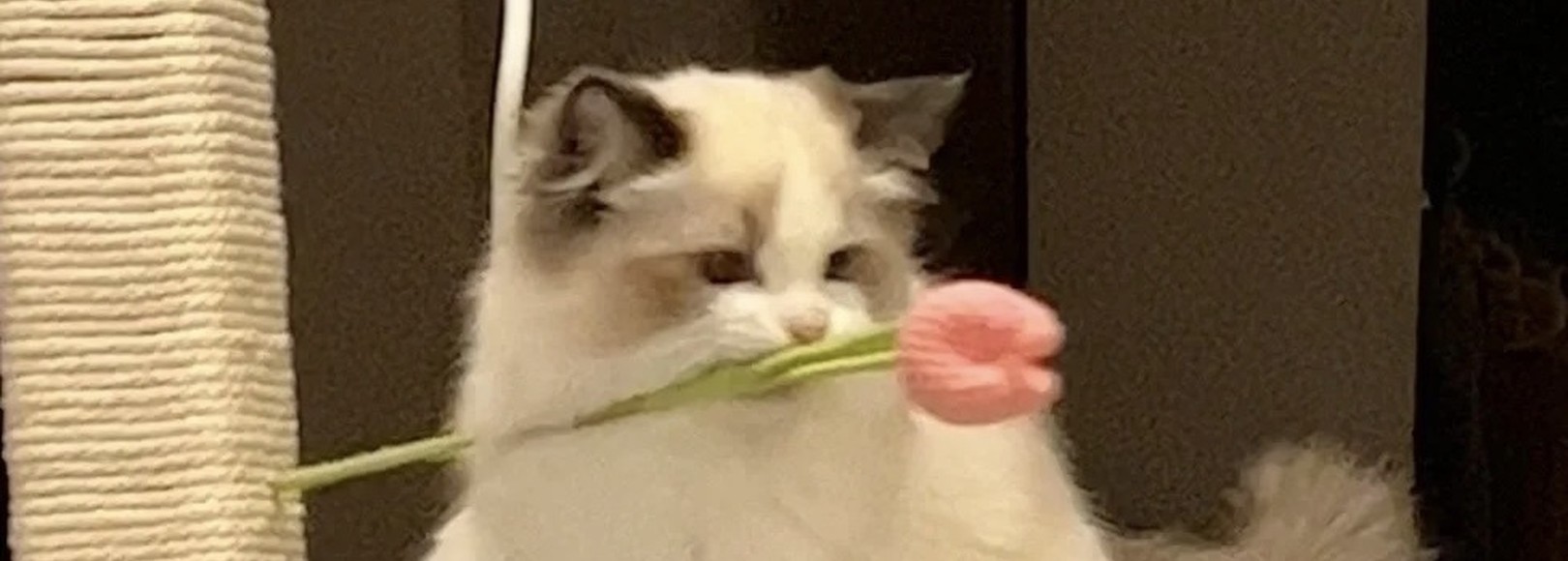 投稿一覧｜Master玉玉｜pixivFANBOX